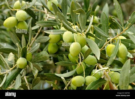 GREEN OLIVES GROWING ON AN OLIVE TREE IN CYPRUS Stock Photo Alamy
