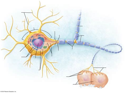 Neuron Structure Diagram Quizlet
