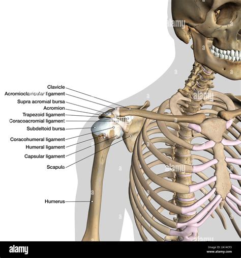 Anatomie de l épaule de diagramme étiqueté les ligaments sur fond blanc