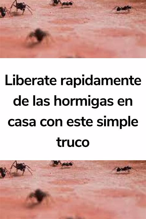 Liberate Rapidamente De Las Hormigas En Casa Con Este Simple Truco