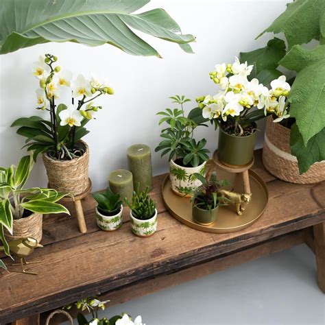 Zo Overleven Jouw Planten Tijdens De Vakantie Pots Plants