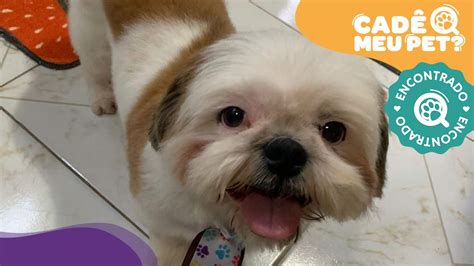 Cadê meu pet Chico shih tzu que estava desaparecido na Serra é encontrado