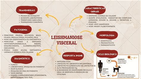 Mapas Mentais Sobre LEISHMANIOSE Study Maps