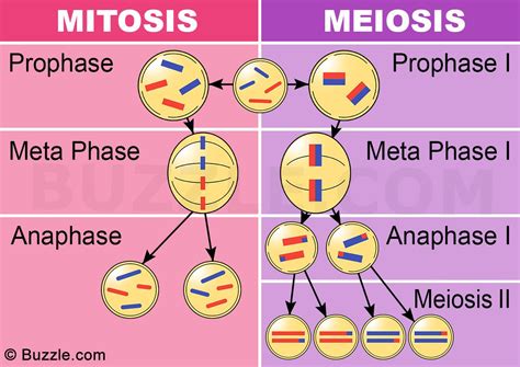 Difference Between Mitosis And Meiosis Mitosis Meiosis Biology Review