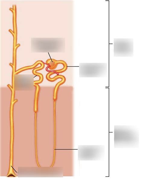 Juxtamedullary Nephron Diagram Quizlet