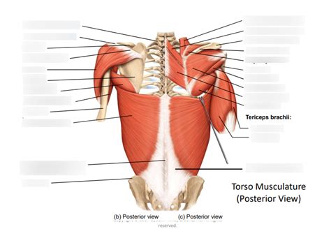Torso Musculature Posterior View Diagram Quizlet