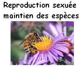 Reproduction Sexuee 4eme2 Vive Les SVT Les Sciences De La Vie Et De