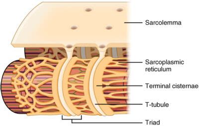 Tejido Muscular Histolog A Concise Medical Knowledge