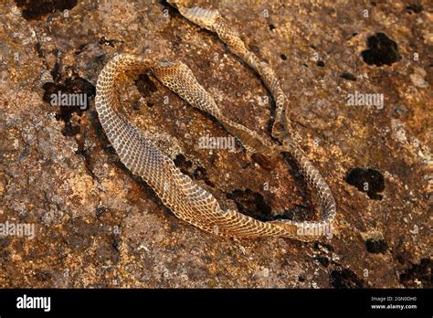 Pelle Di Serpente Muta Immagini E Fotografie Stock Ad Alta Risoluzione
