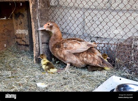 Muscovy Duck Mother With Ducklings Stock Photo Alamy