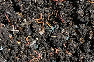 Propriedades do húmus de minhoca Noticias De Jardim