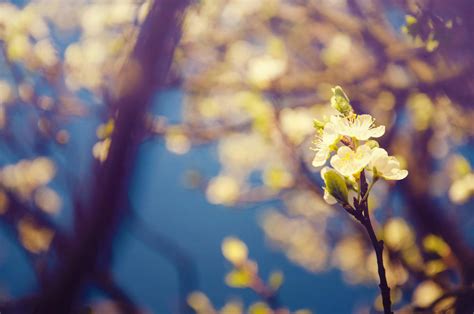 Top K Spring Wallpaper Full Hd K Free To Use