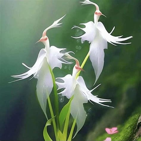 Rare White Egret Orchid Habenaria Radiata Flower Seeds