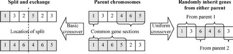 permutation representation versus binary representation a predicted download scientific
