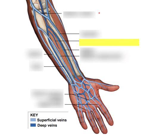 Upper Limb Venous Drainage Diagram Quizlet Nbkomputer