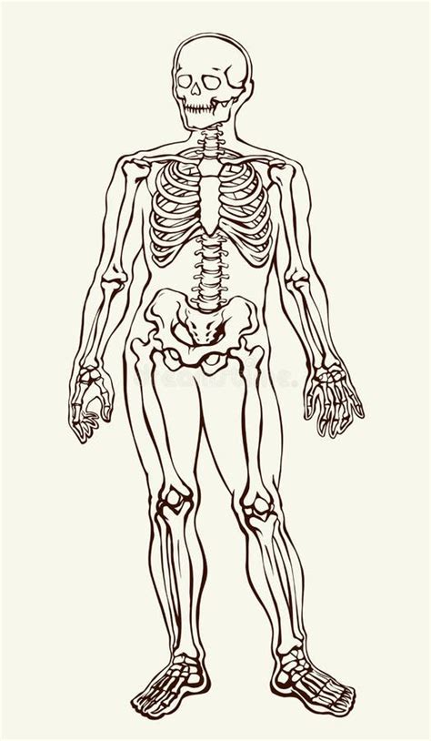 Human Skeleton Vector Schematic Drawing Stock Vector Illustration Of
