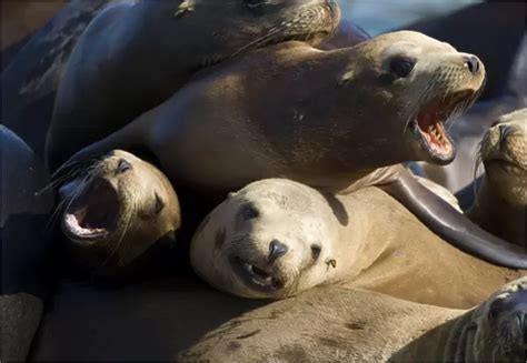 Greetings Card Of California Sea Lion Monterey Bay Ca