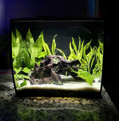 Best Gallon Planted Tank Images On Pholder Aquariums Planted