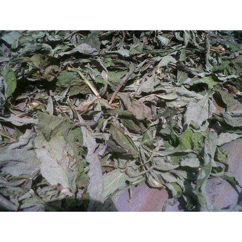 Jual Daun Tempuyung Kering 100 Gr Di Lapak Jamu Mardjo Bukalapak