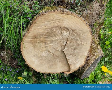 Cross Section Of Tree Trunk Showing Growth Rings Stock Photo Image Of