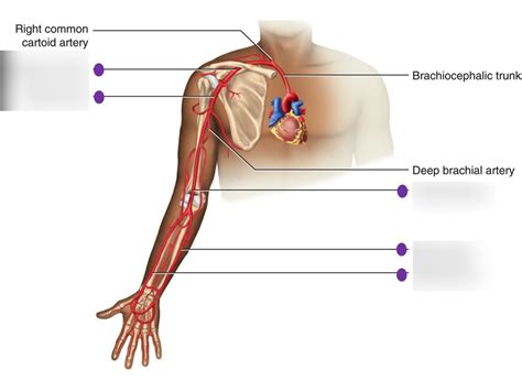 Arteries In The Arm Diagram Quizlet
