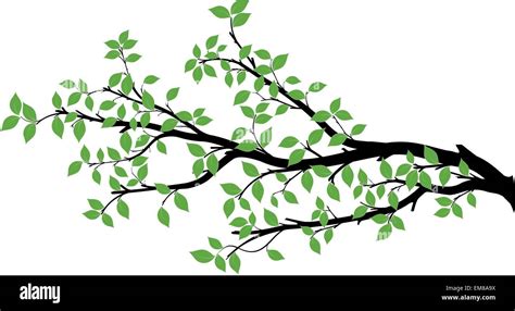 Tree Branch Vector Illustration Over White Background Stock Vector