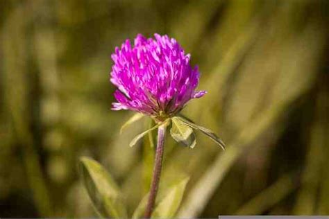 Comment Eliminer Le Trefle Dans Le Jardin Terrasses Bois De La