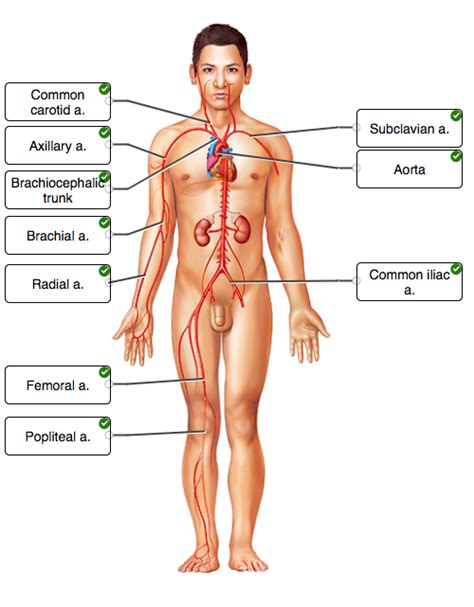 Systemic Arteries Diagram Quizlet