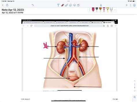 Urinary System Flashcards Quizlet