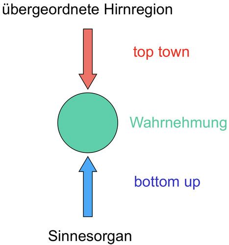 KV 6 7 Allgemeine Sinnesphysiologie Kopie Karteikarten Quizlet