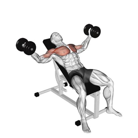 Ecarté Couché Haltères Isolation Intense des Pectoraux Exercice
