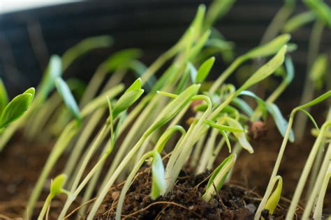 Cómo germinar semillas de pepino Huerto en casa