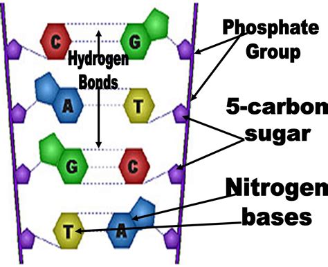 Dna Diagram Labelled