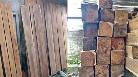 Mengenal Kayu Akasia Dengan Berbagai Hal Menariknya