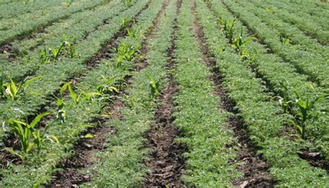 Cómo Cultivar Garbanzos Paso a Paso Riego Fertilizantes y Más