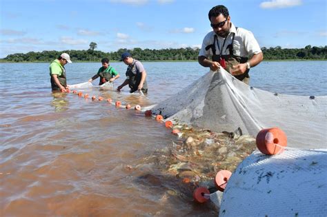 Veda pesquera Itaipú intensifica controles Nacionales ABC Color