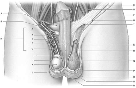 Figure 27 2 Identify The Specified Labeled Structure S In Each Of The