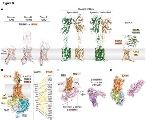 Structural Dynamics Of Gpcr Signaling A The Structural Features And