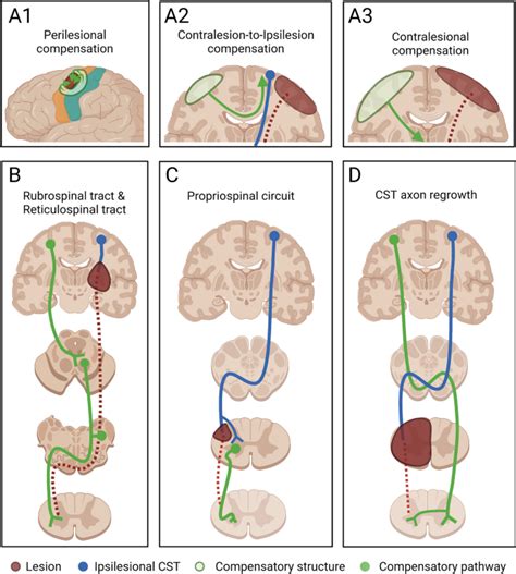 Restoring After Central Nervous System Injuries Neural Mechanisms And