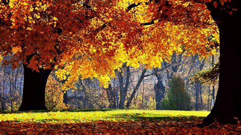 Autumn Detail Wallpapers Wallpaper Cave