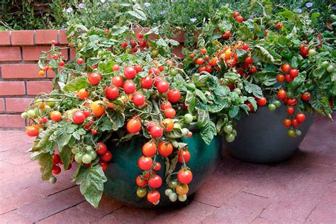 Gu A Para Plantar Tomates En Casa Sonora Star