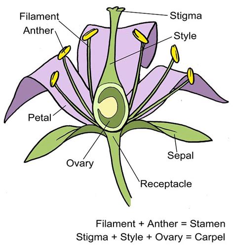 Parts Of A Flower Diagram And What They Do Diagram Printab