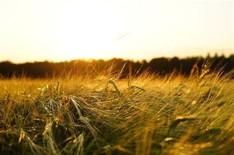 Guía para el Cultivo de la Cebada RKD