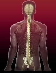 A P Ch 13 Spinal Cord Spinal Nerves And Spinal Reflexes Flashcards