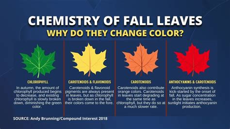 Science Sundays Why Do Leaves Change Color In Autumn Youtube