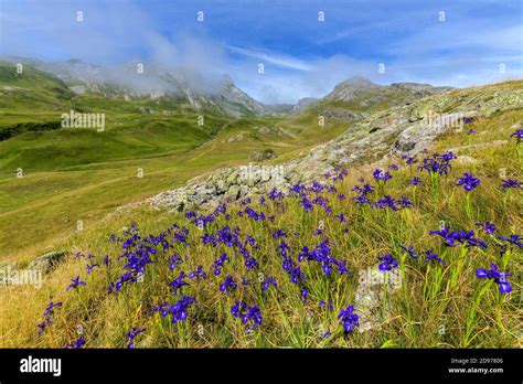 English Iris Iris Latifolia In Bloom In The Ossau Massif Pyrenees