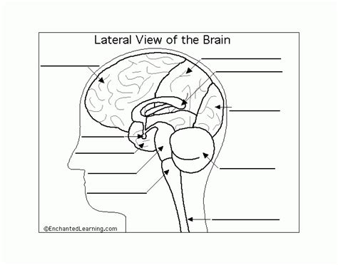 Brain Diagram Quizlet