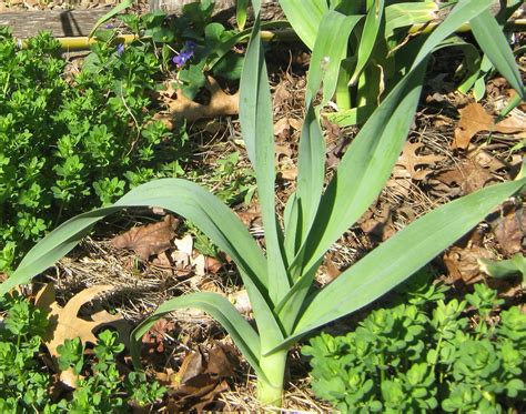 Allium ampeloprasum Poireau perpétuel LA FORET COMESTIBLE