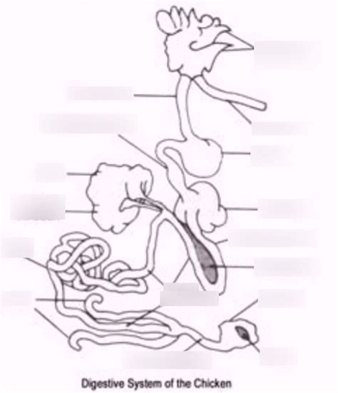 Digestive System Part 2 Diagram Quizlet