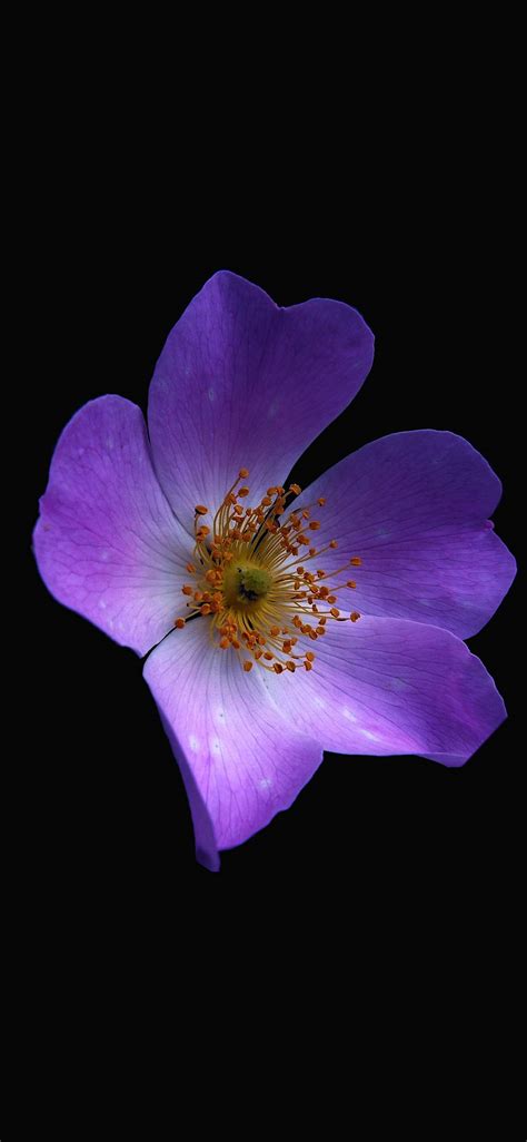 200 Dark Purple Aesthetic Backgrounds Wallpapers